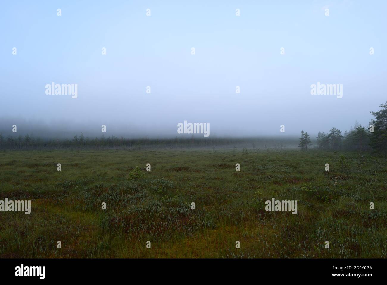 Thick morning fog in a forest swamp Stock Photo - Alamy