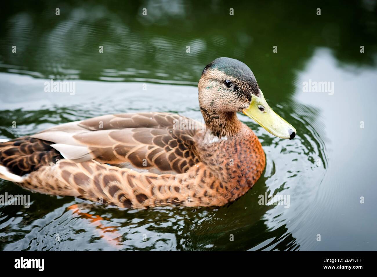 Berlin city public park swimming hi-res stock photography and images ...