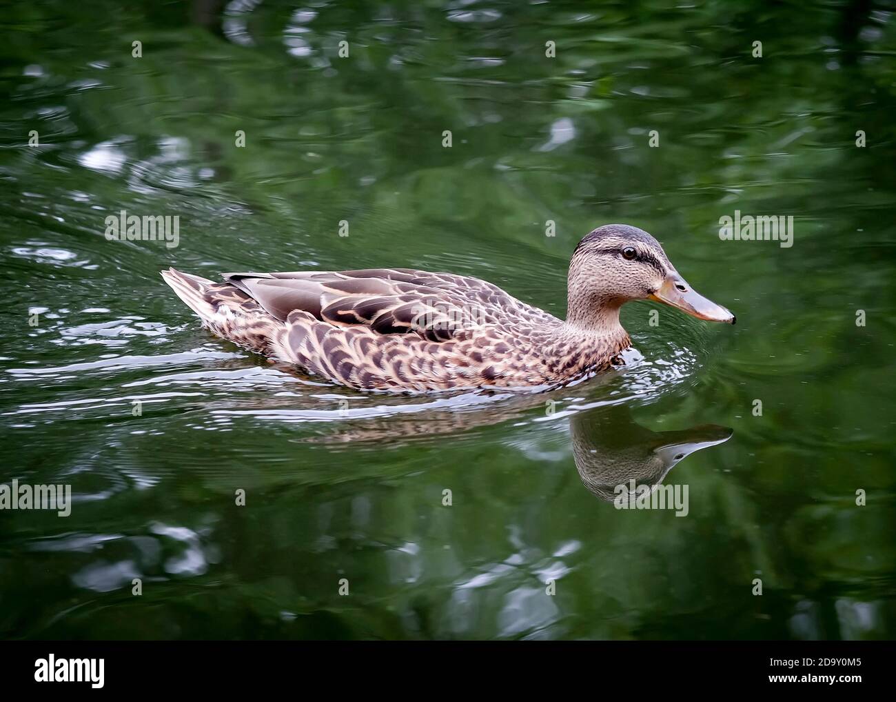 Berlin, Germany - Ducks swimming in the lake Stock Photo - Alamy