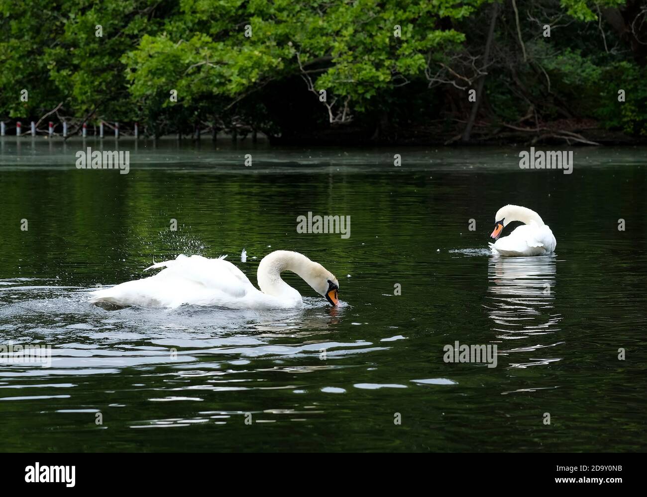 Berlin, Germany - Ducks swimming in the lake Stock Photo - Alamy