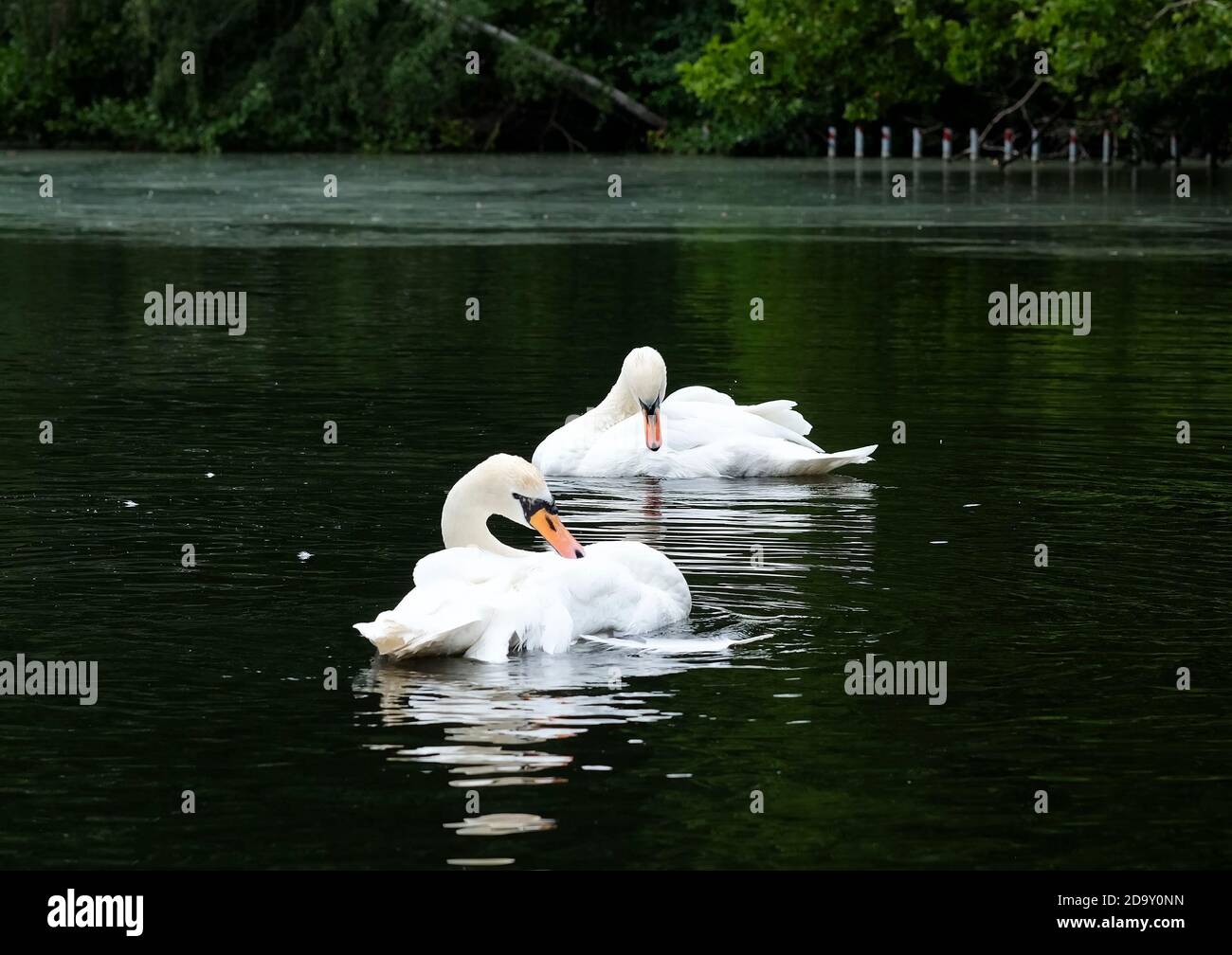 Berlin, Germany - Ducks swimming in the lake Stock Photo - Alamy