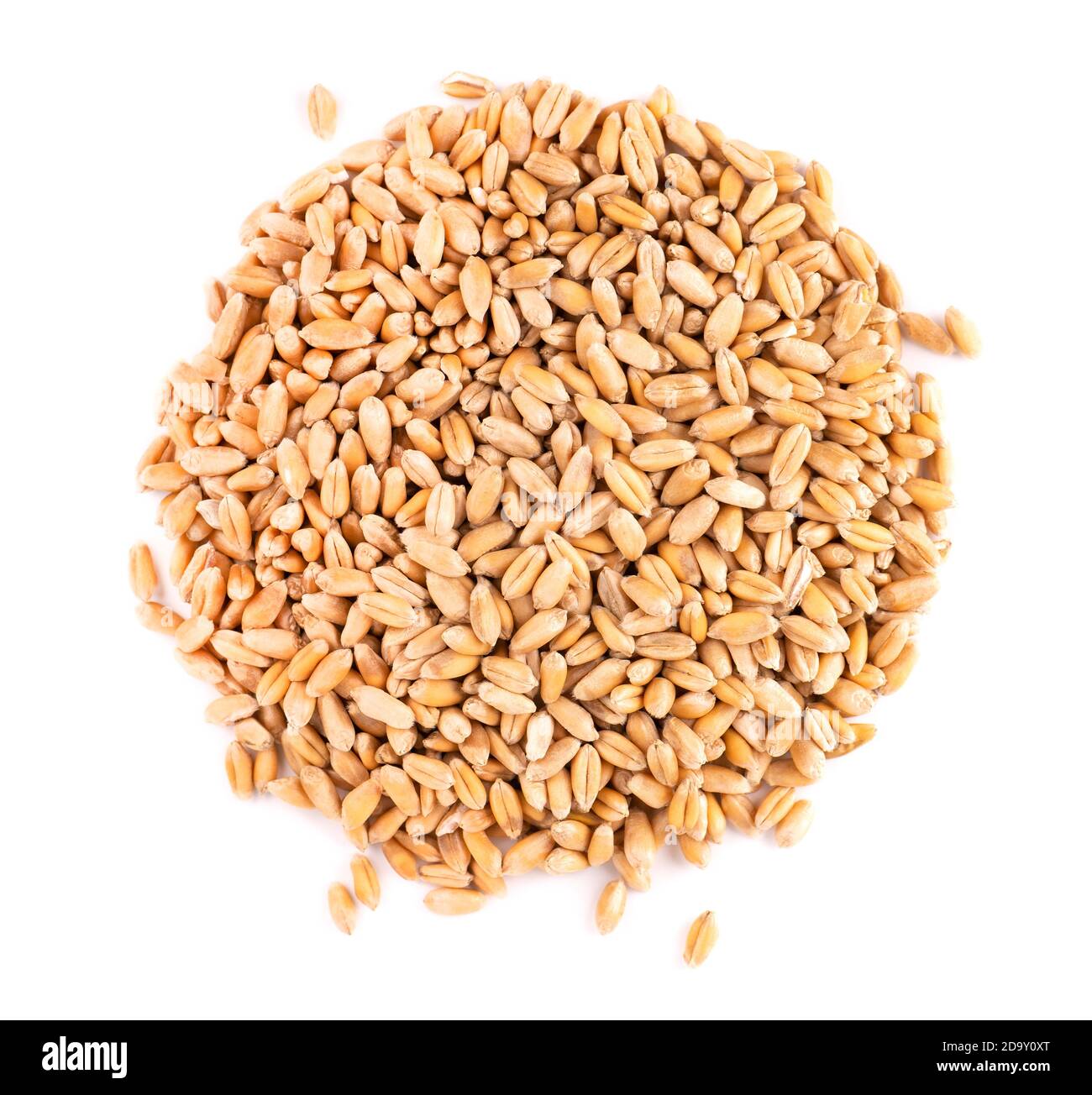 Wheat grains isolated on white background. Processed organic dry wheat ...