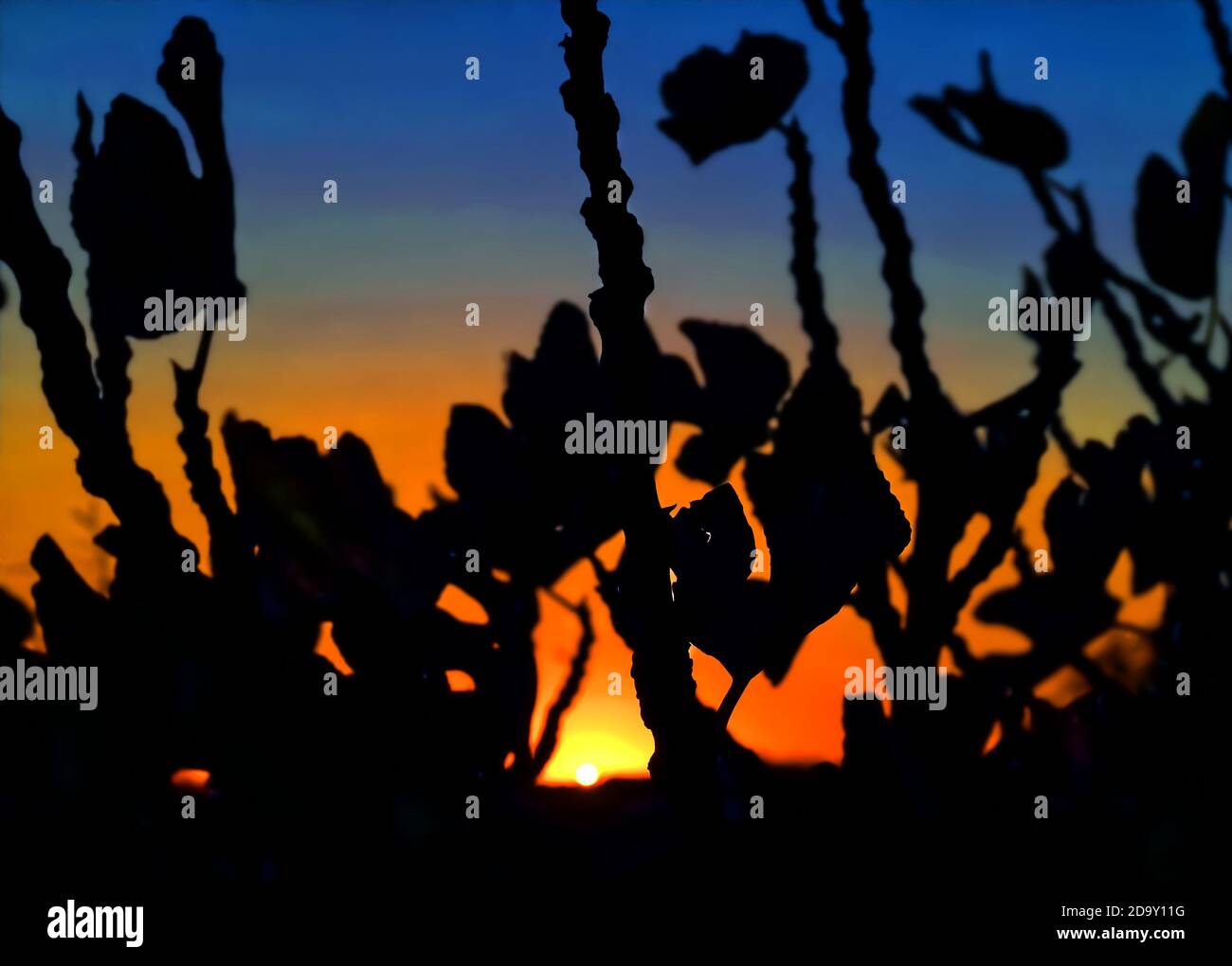 Sunset seen through a plant Stock Photo - Alamy
