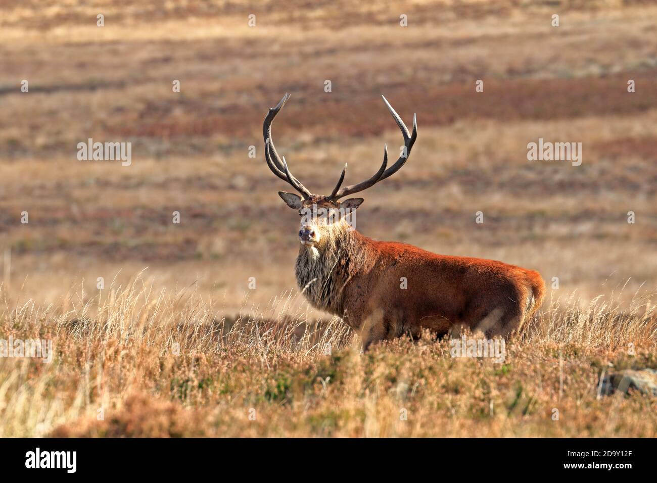 Red deer peak district derbyshire uk hi-res stock photography and ...