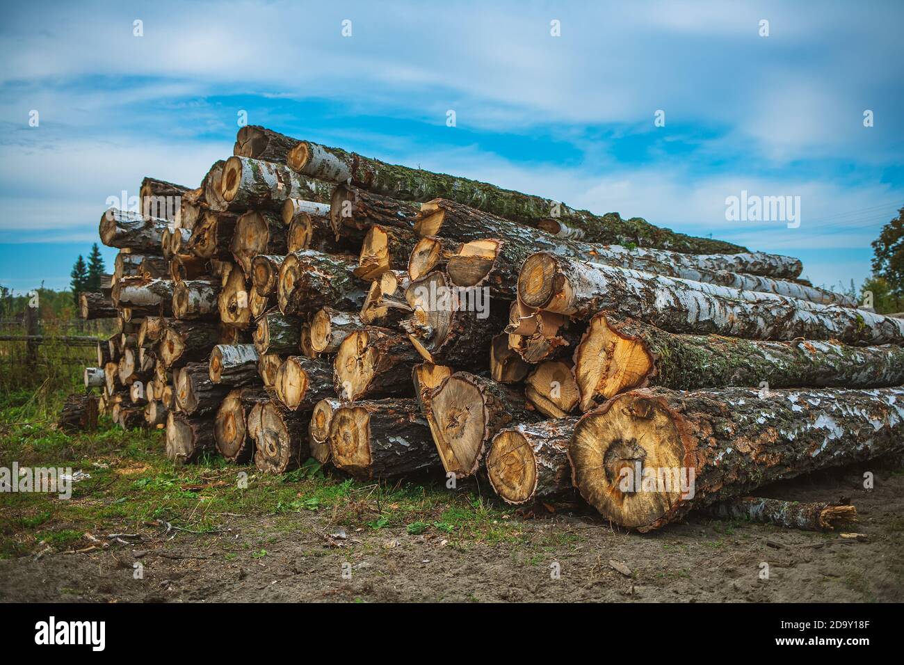 Round wooden logs lie on the ground. Timber harvesting Stock Photo - Alamy