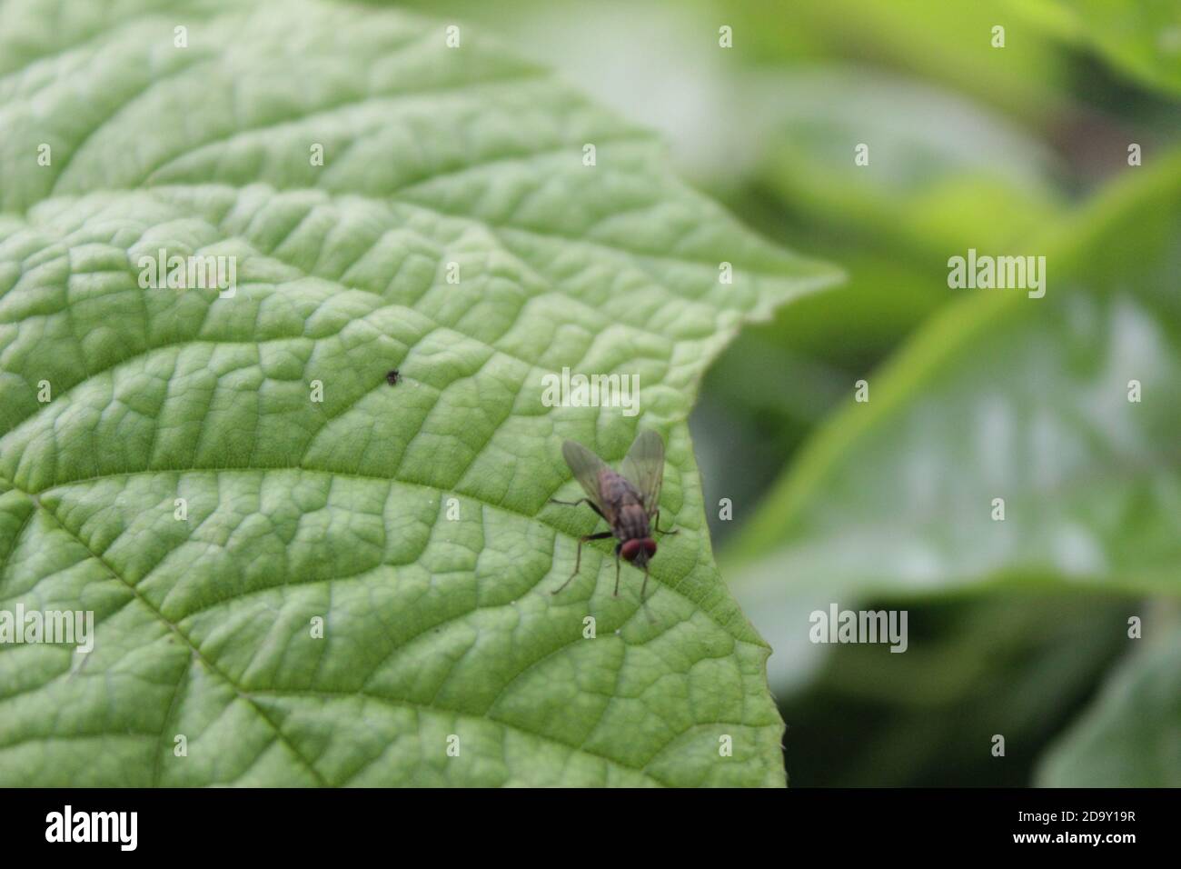 House fly, Fly, House fly on leaf Stock Photo - Alamy
