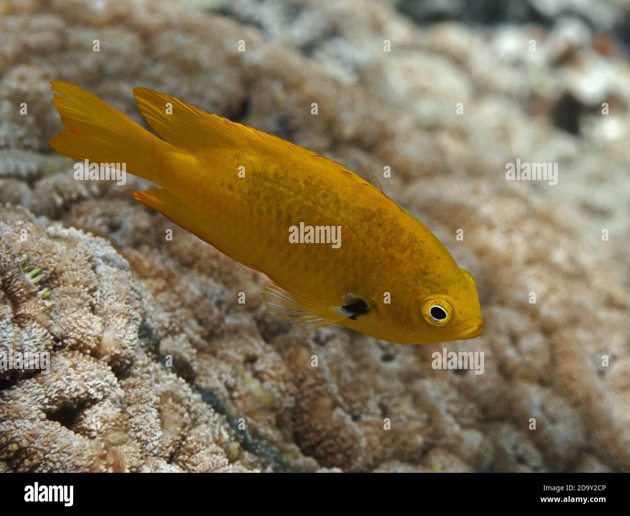 Sulfur damsel (Pomacentrus sulfureus) yellow tropical fish in water ...