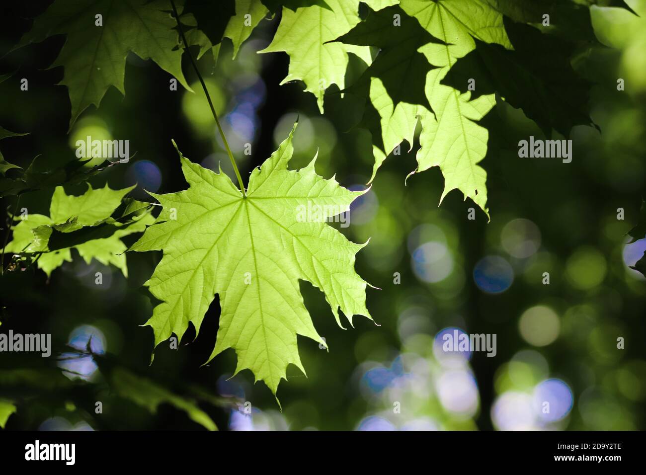UK Summer Time - Nature Stock Photo - Alamy