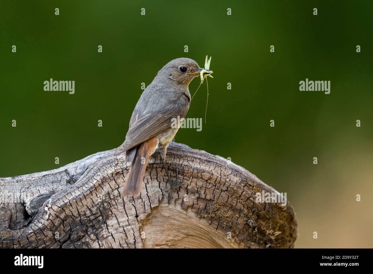 Female insects hi-res stock photography and images - Alamy