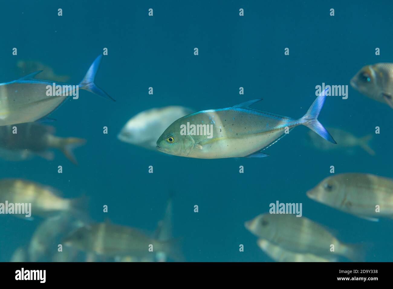 Blue Fin Jack; Caranx melampygus; Maldives Stock Photo - Alamy