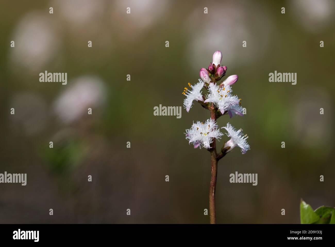 Bogbean; Menyanthes trifoliata; Flower; UK Stock Photo - Alamy