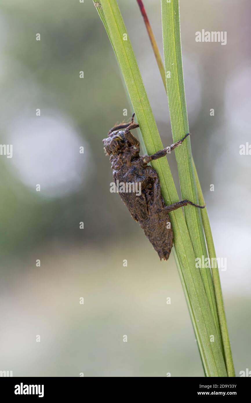 Libellula depressa larva hi-res stock photography and images - Alamy