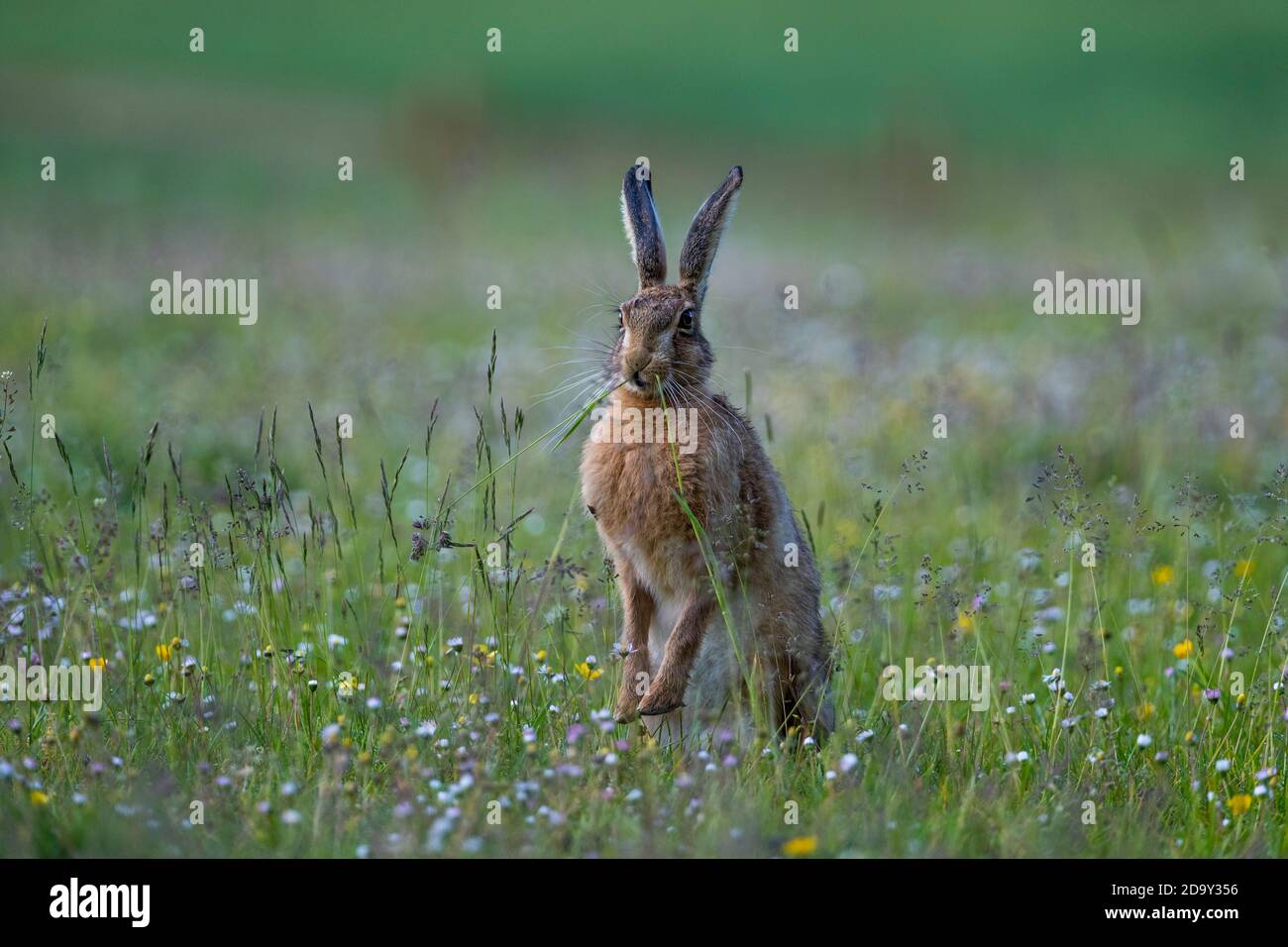 Hare eating hi-res stock photography and images - Alamy