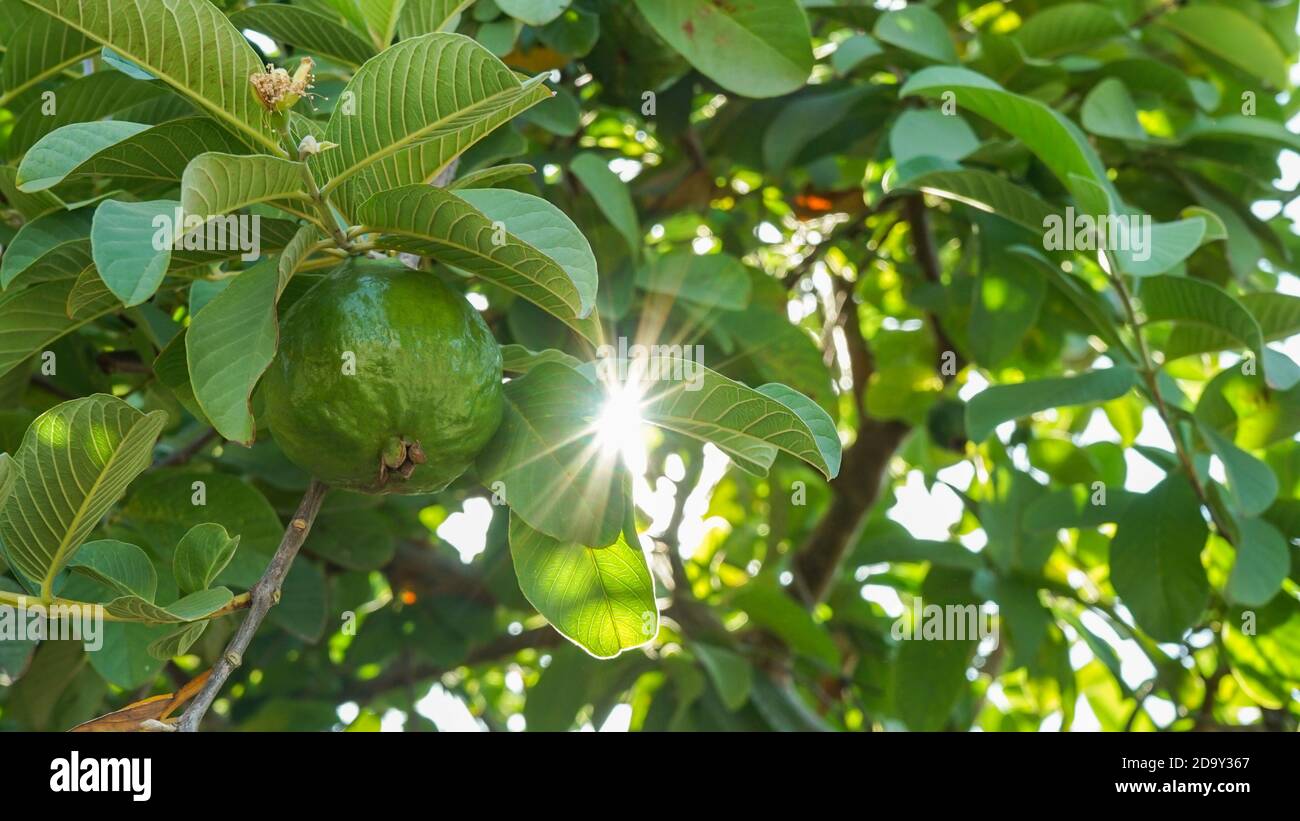 Lemon guava hi-res stock photography and images - Alamy