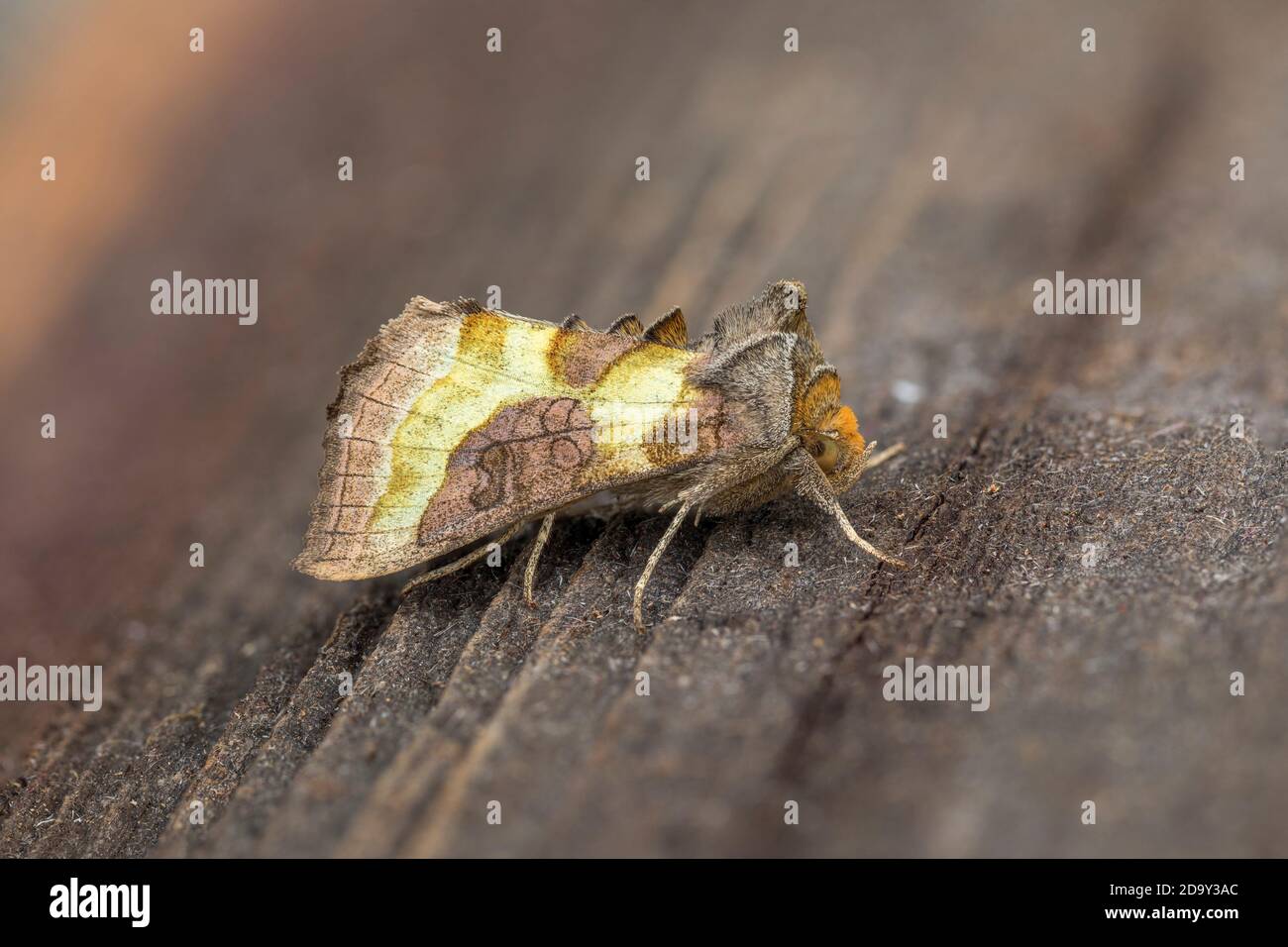 Burnished Brass Moth; Form Juncta; Diachrysia chrysitis; UK Stock Photo ...