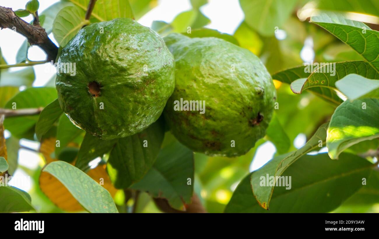 Sour guava hi-res stock photography and images - Alamy