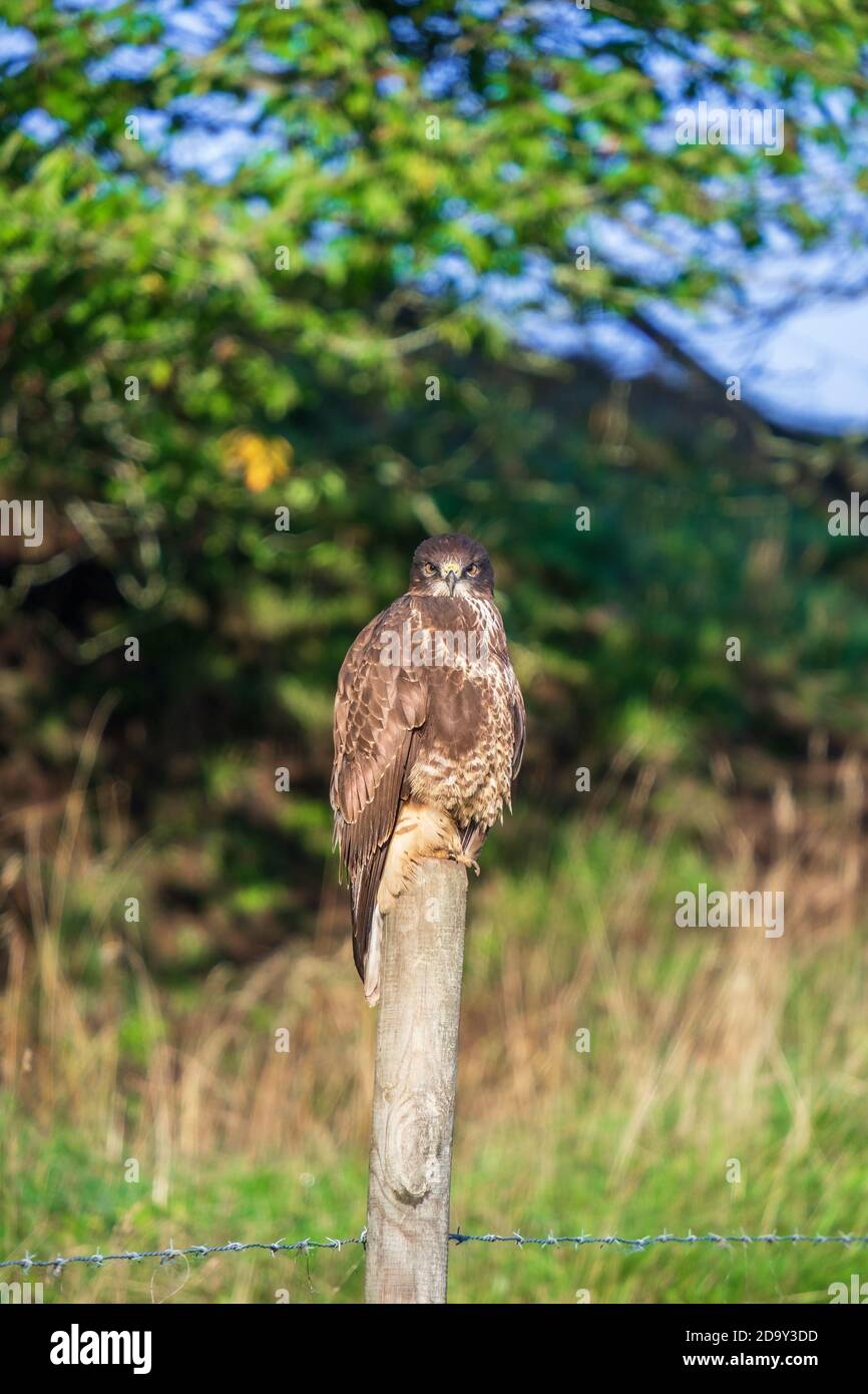 Buzzard sitting on a wooden post and looking towards the camera Stock ...