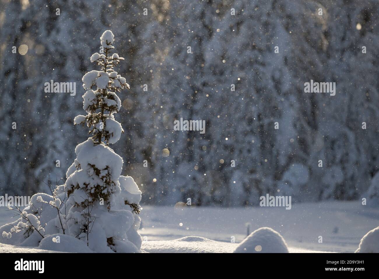 Snowfall tree hi-res stock photography and images - Alamy
