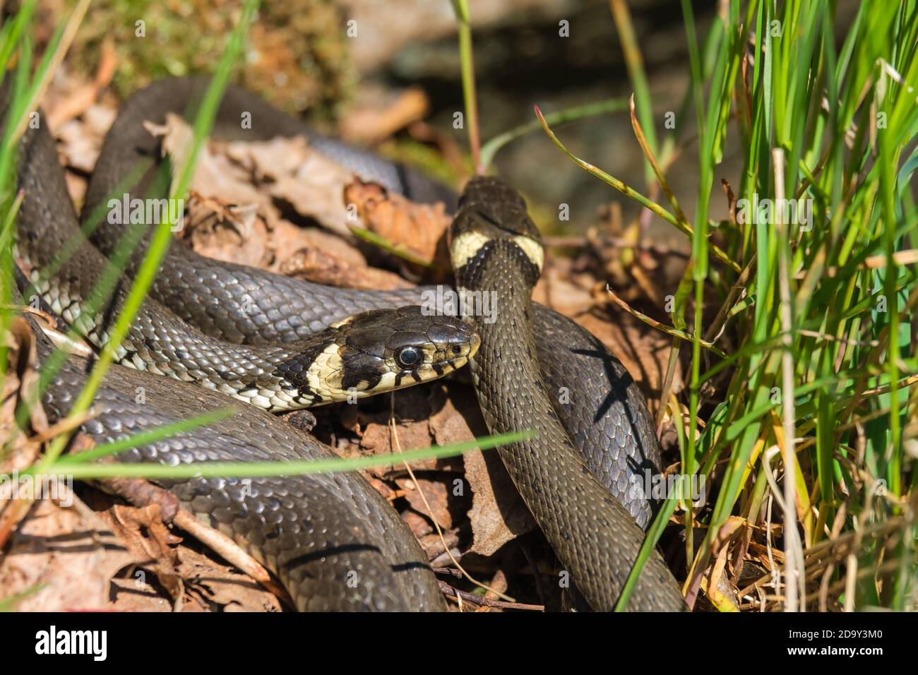 Curled snakes hi-res stock photography and images - Alamy