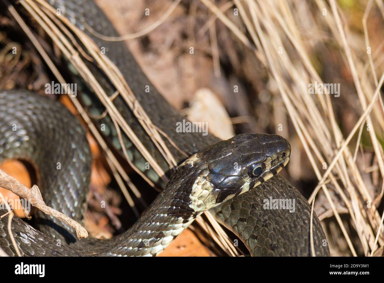 Snake Basking In Sunlight High Resolution Stock Photography and Images ...