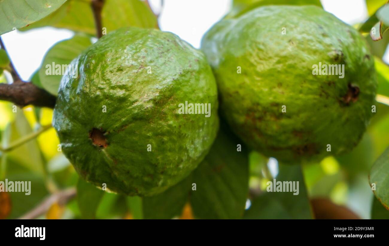 Sour guava hi-res stock photography and images - Alamy