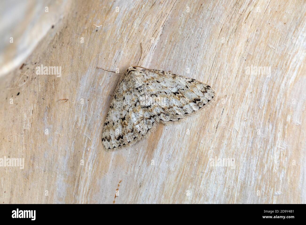 Engrailed Moth; Ectropis crepuscularia; UK Stock Photo - Alamy