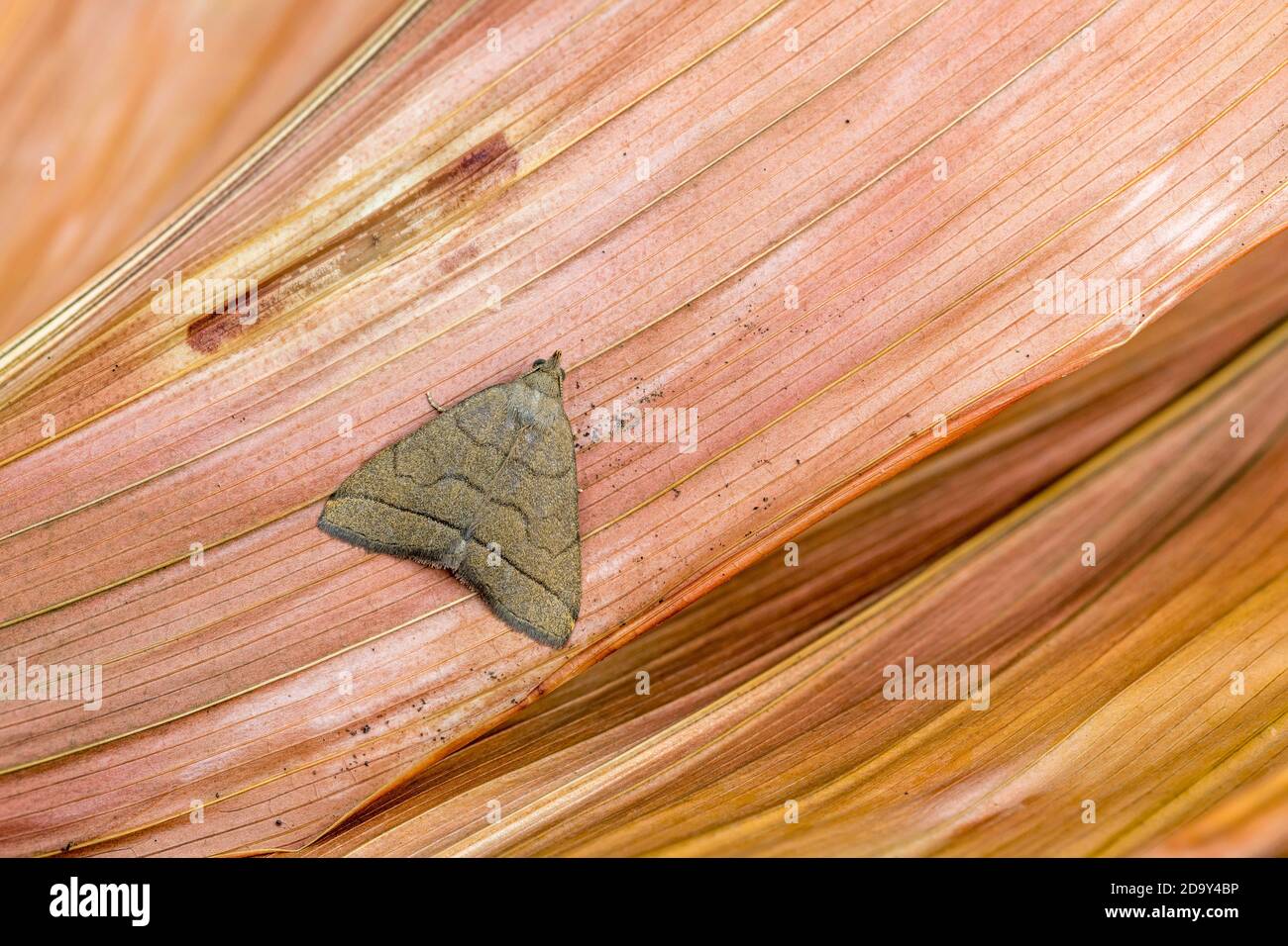 Fan Foot Moth; Zanclognatha tarsipennalis; on Leaf; UK Stock Photo - Alamy