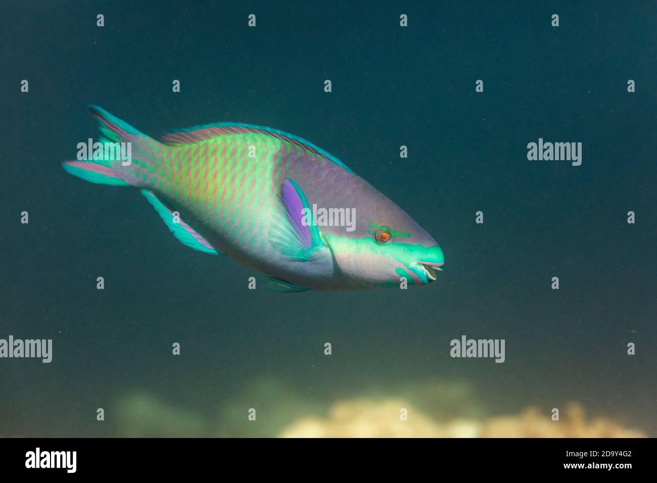 Five Saddle Parrotfish; Scarus scaber; Male; Maldives Stock Photo - Alamy