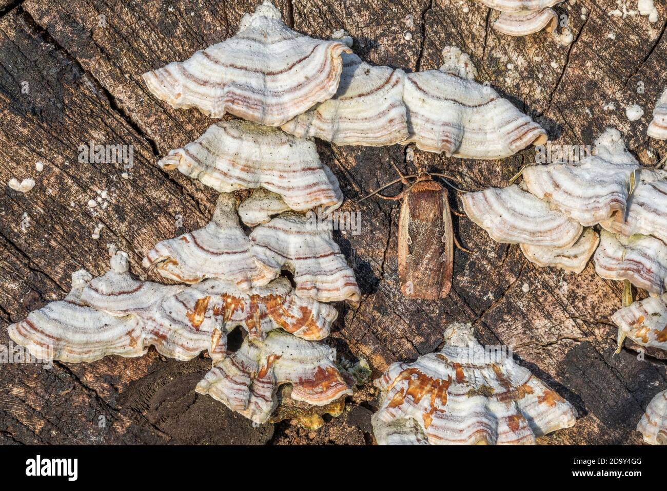 Flame Shoulder Moth; Ochropleura plecta; on Fungus Covered Wood; UK ...