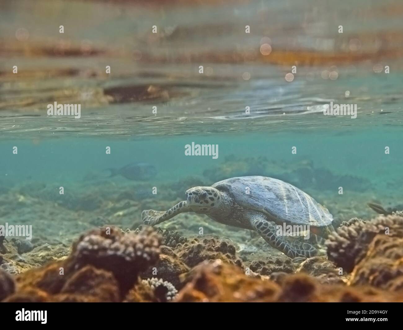 Hawksbill sea turtle (Eretmochelys imbricata) in water over coral reef ...