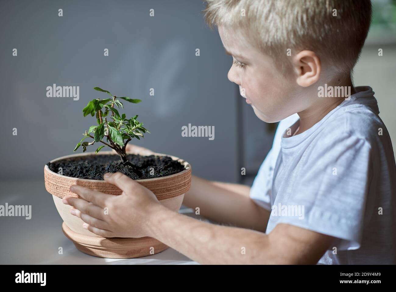 One small plant in child hands Stock Photo - Alamy
