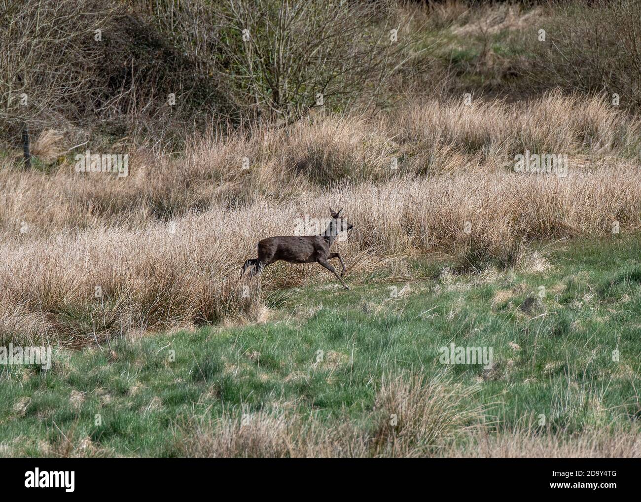 Roe deer scotland running hi-res stock photography and images - Alamy