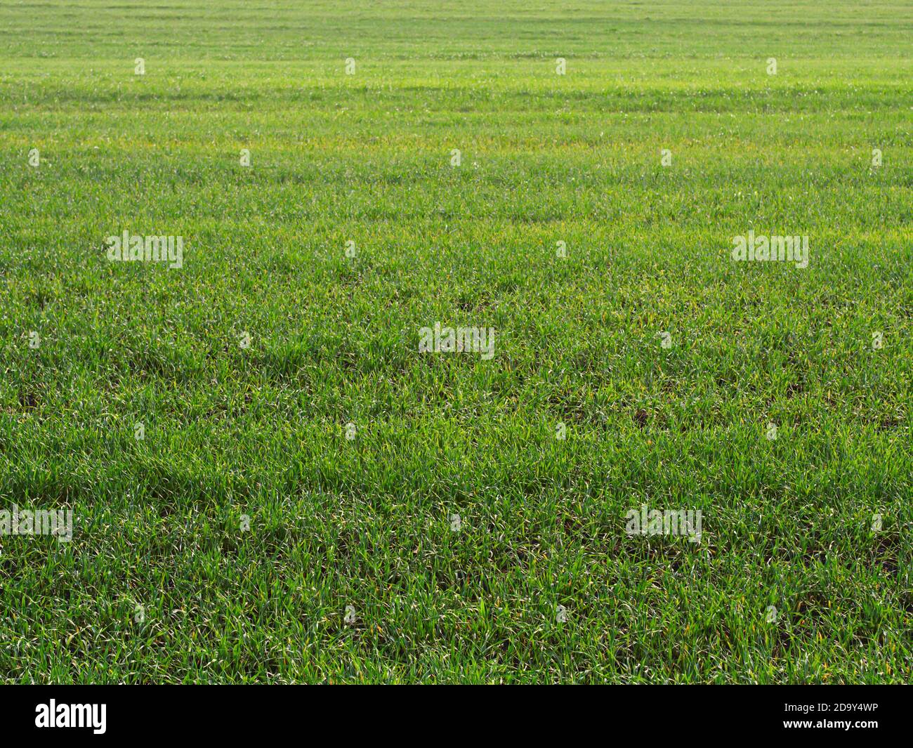 Green grass field background, grassland texture Stock Photo - Alamy