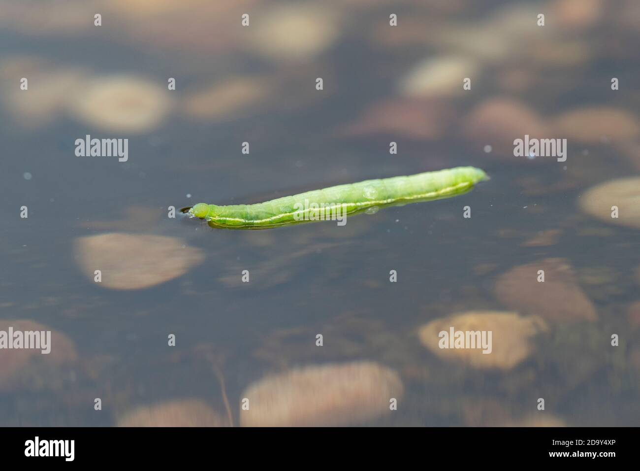 Gold Spot Moth; Plusia festucae; Larva Swimming; Summer; UK Stock Photo ...