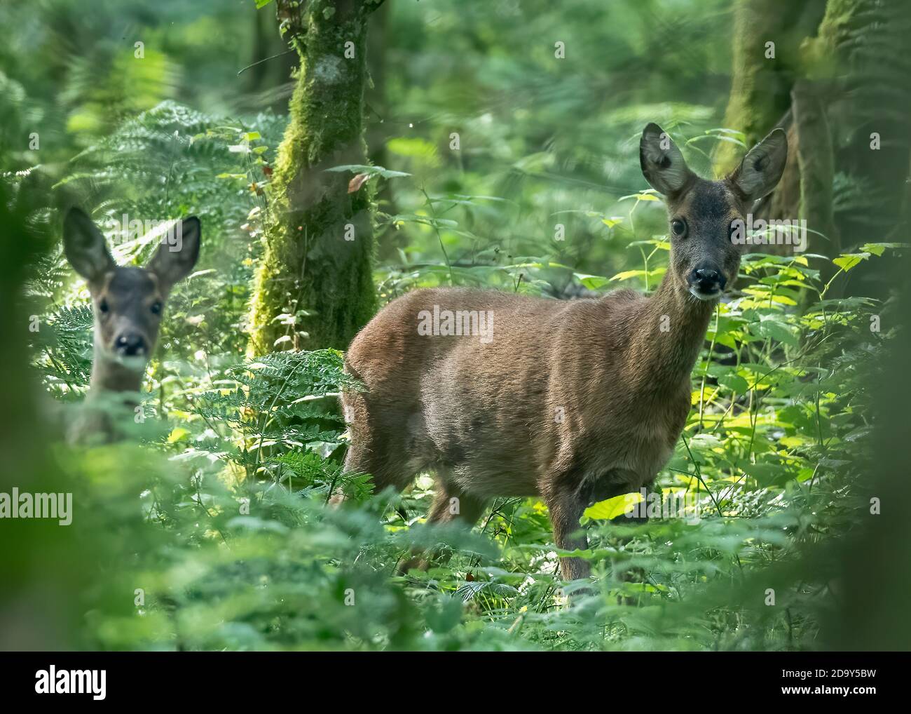 Roe deer capreolus capreolus scotland hi-res stock photography and ...