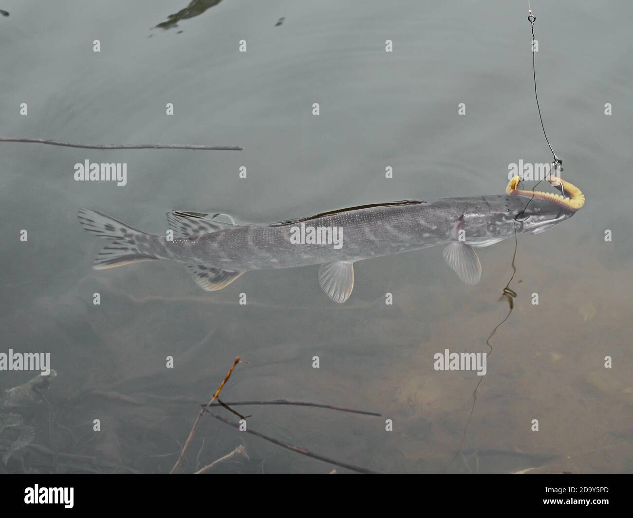 Pike fish caught in water, fishing, angling Stock Photo - Alamy