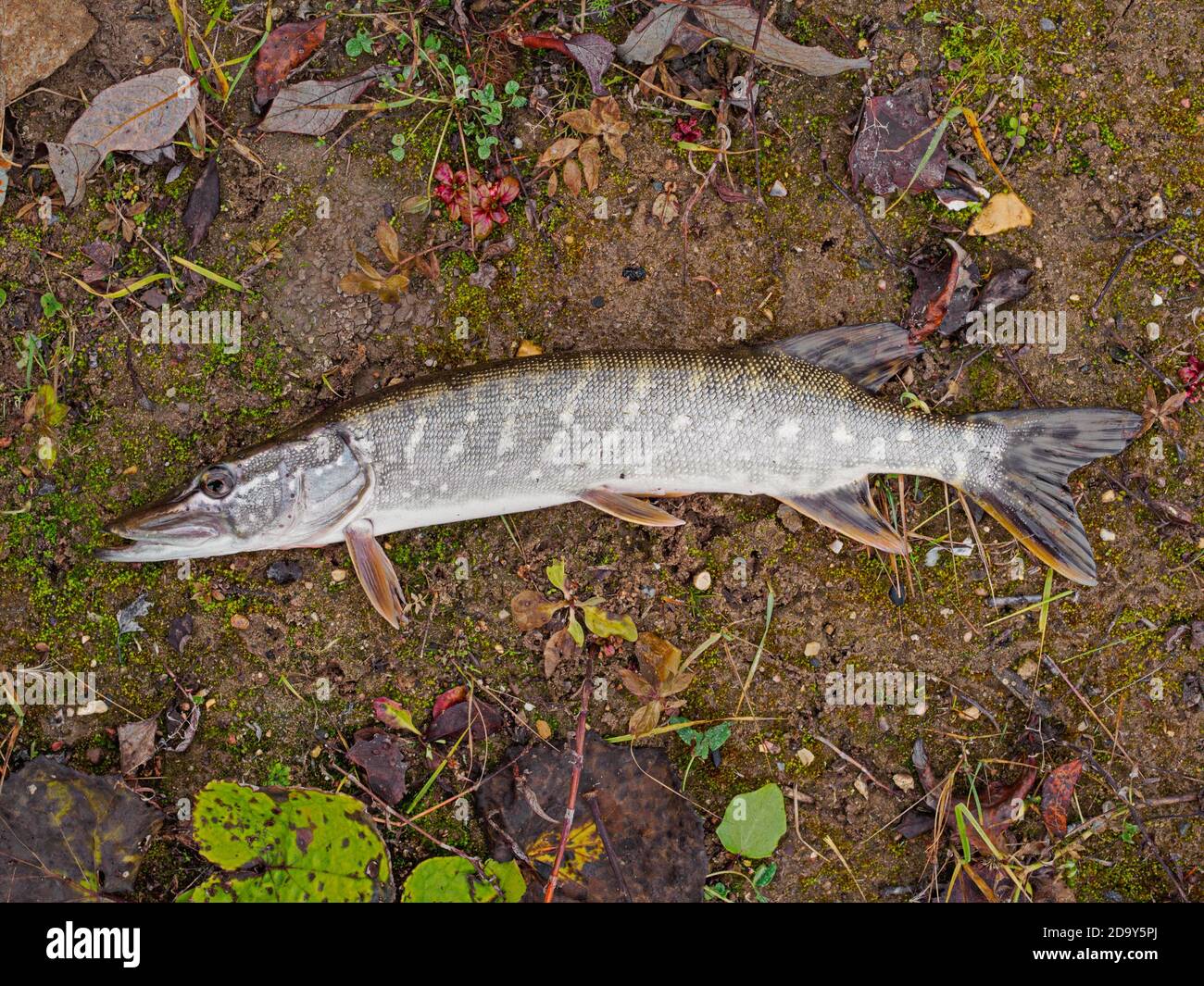 Pike fish caught, fishing, angling Stock Photo - Alamy
