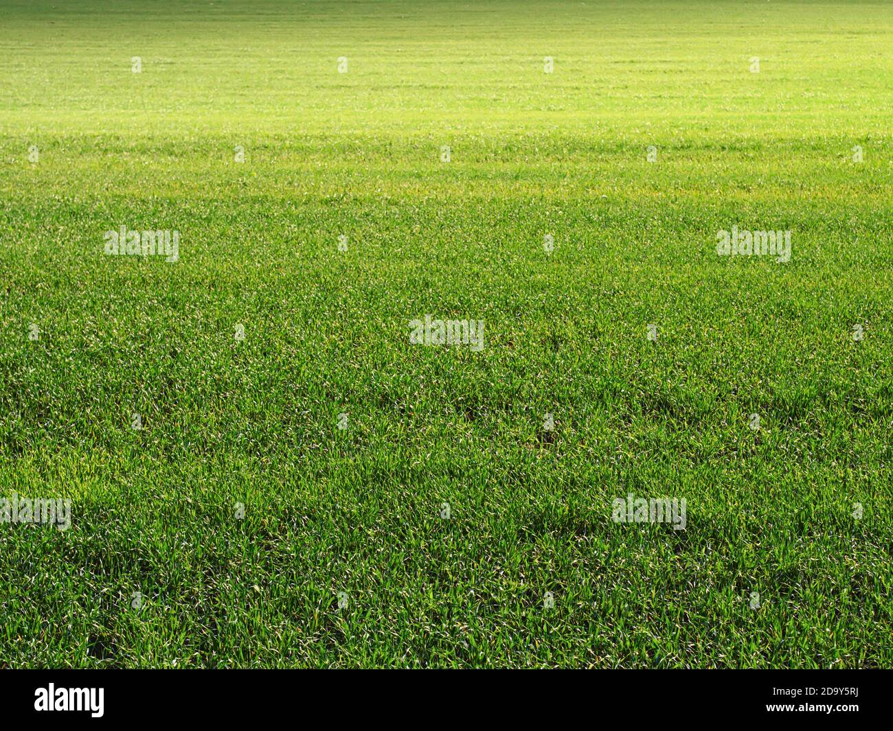 Green grass field background, meadow texture Stock Photo - Alamy