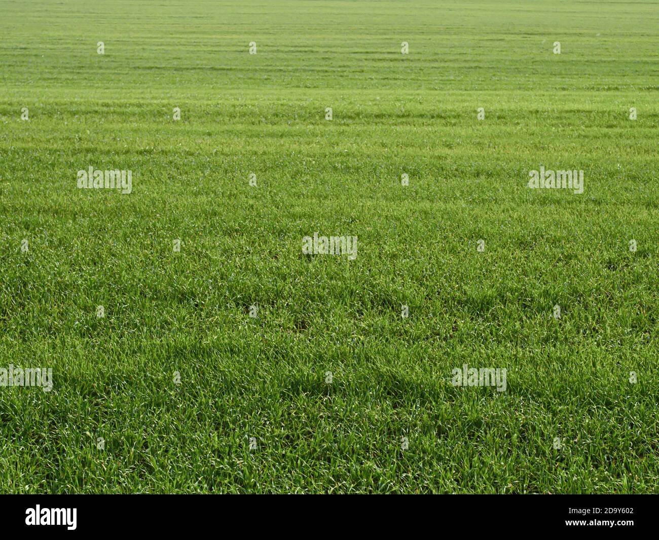 Green grass field background, texture Stock Photo - Alamy