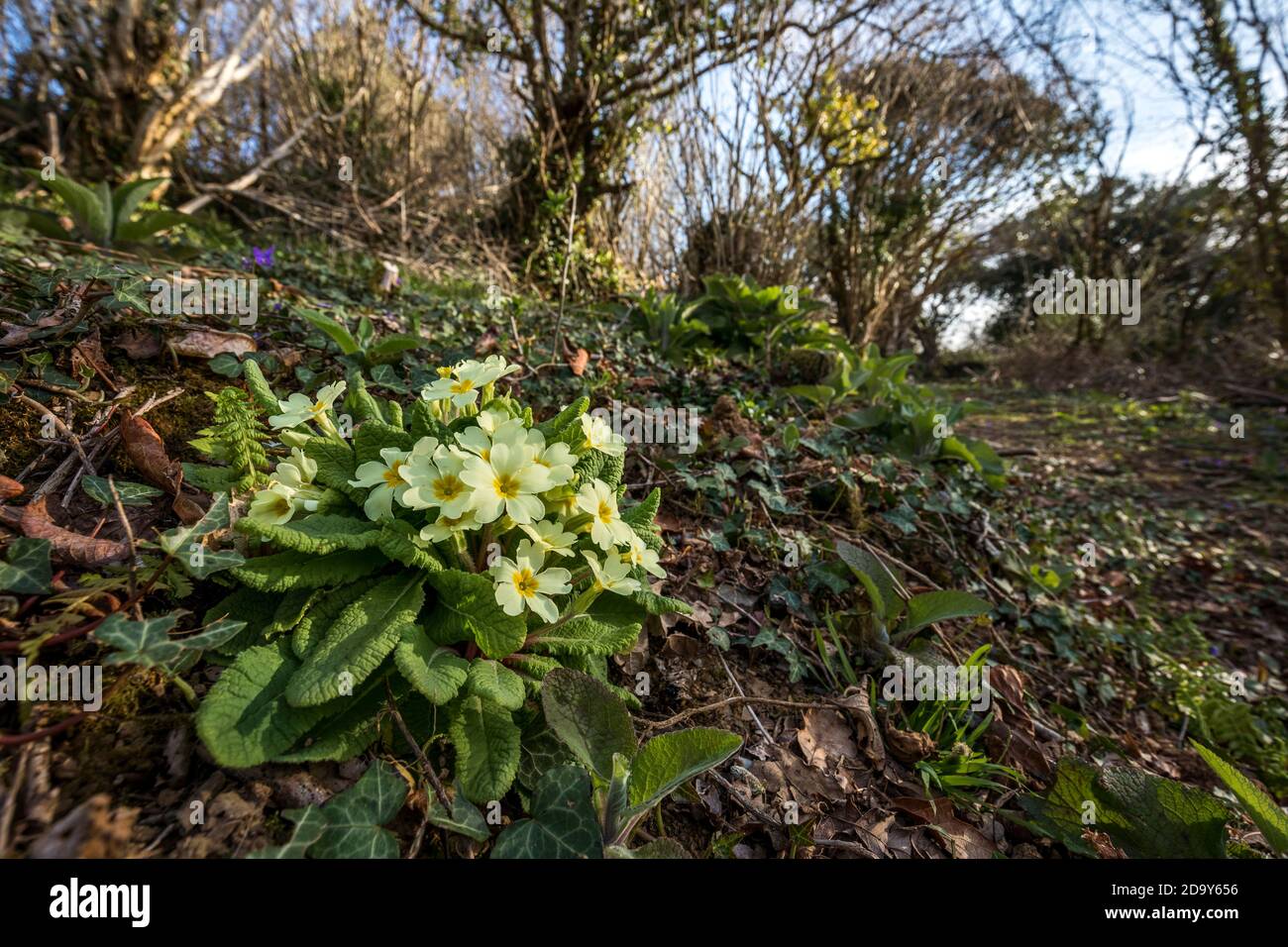 Wild Primroses Uk High Resolution Stock Photography and Images - Alamy