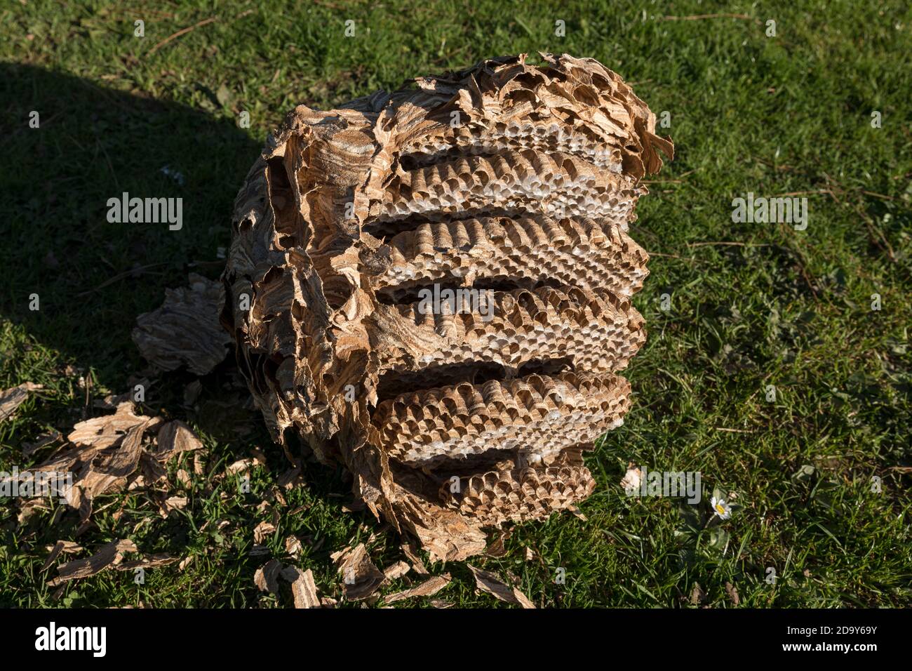 Hornet nest inside hi-res stock photography and images - Alamy