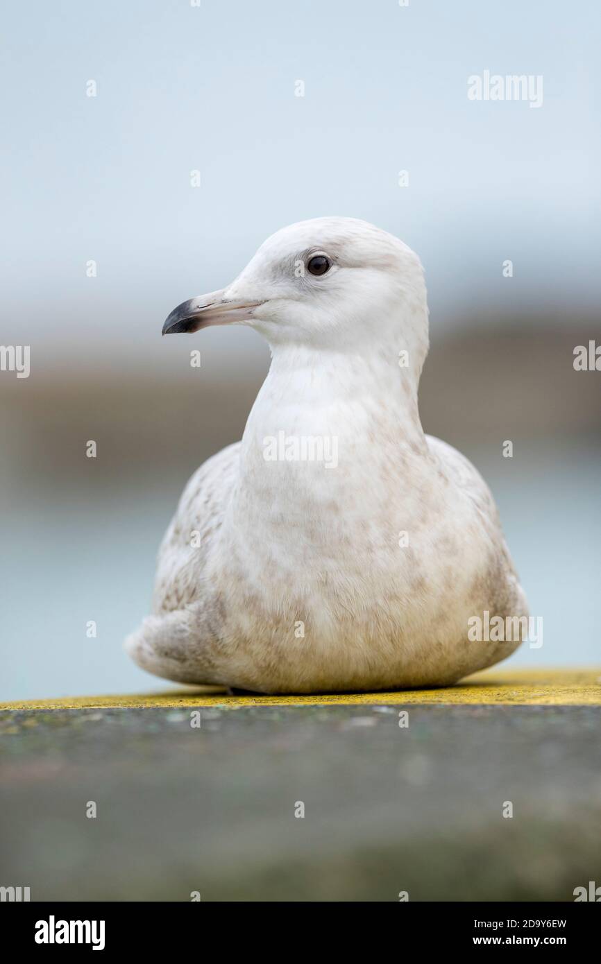 Iceland Gull; Larus glaucoides; Juvenile; Cornwall; UK Stock Photo - Alamy