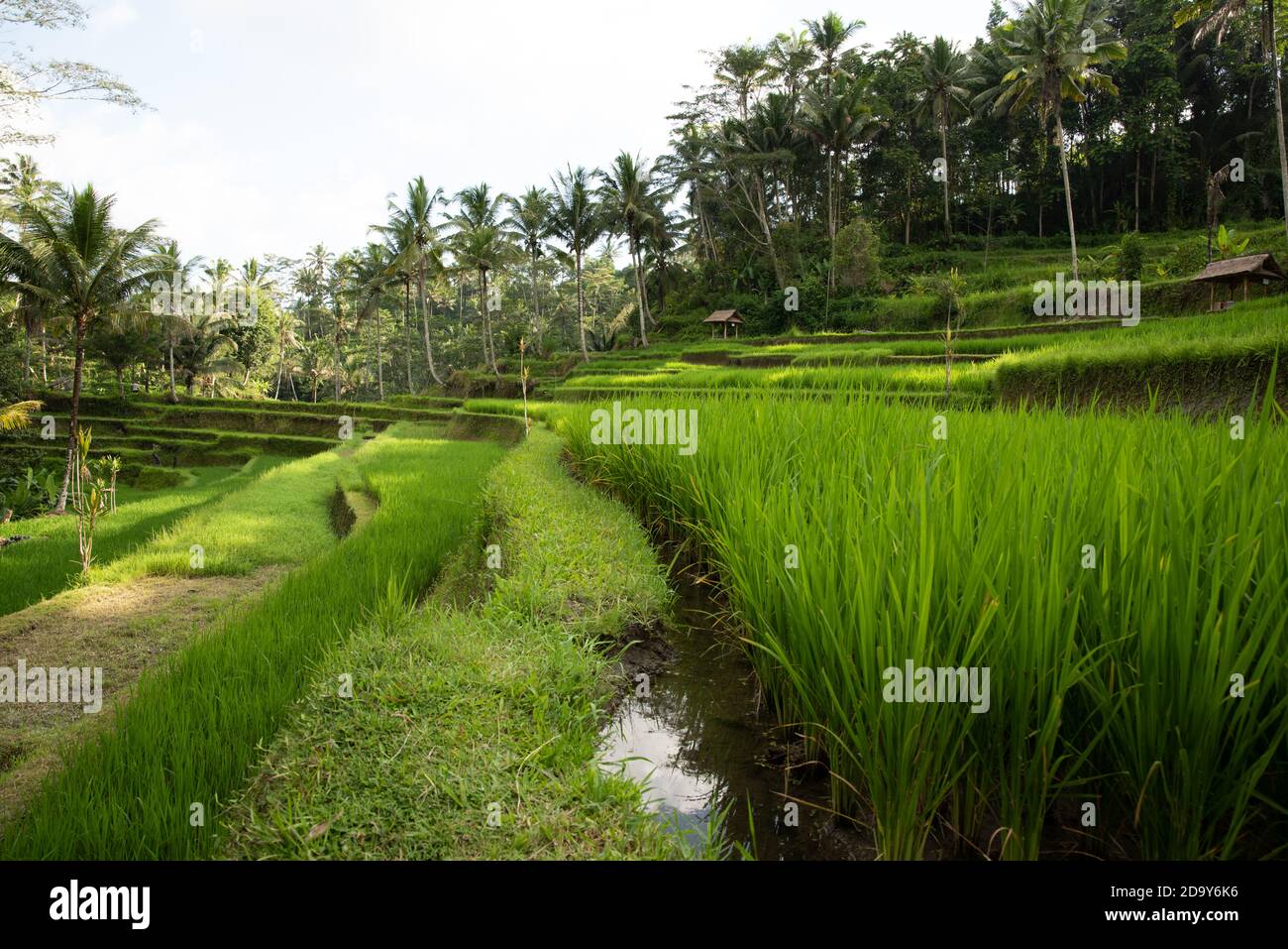 Terraced rice fields and jungle trees ready for harvest on a irrigation ...