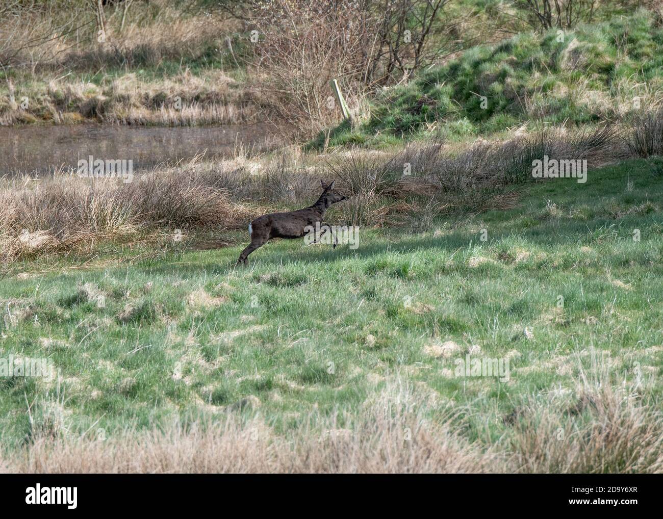 Roe deer scotland running hi-res stock photography and images - Alamy