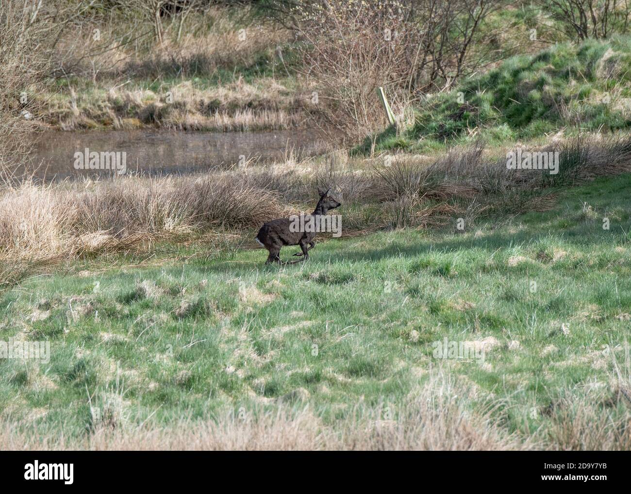 Roe deer scotland running hi-res stock photography and images - Alamy
