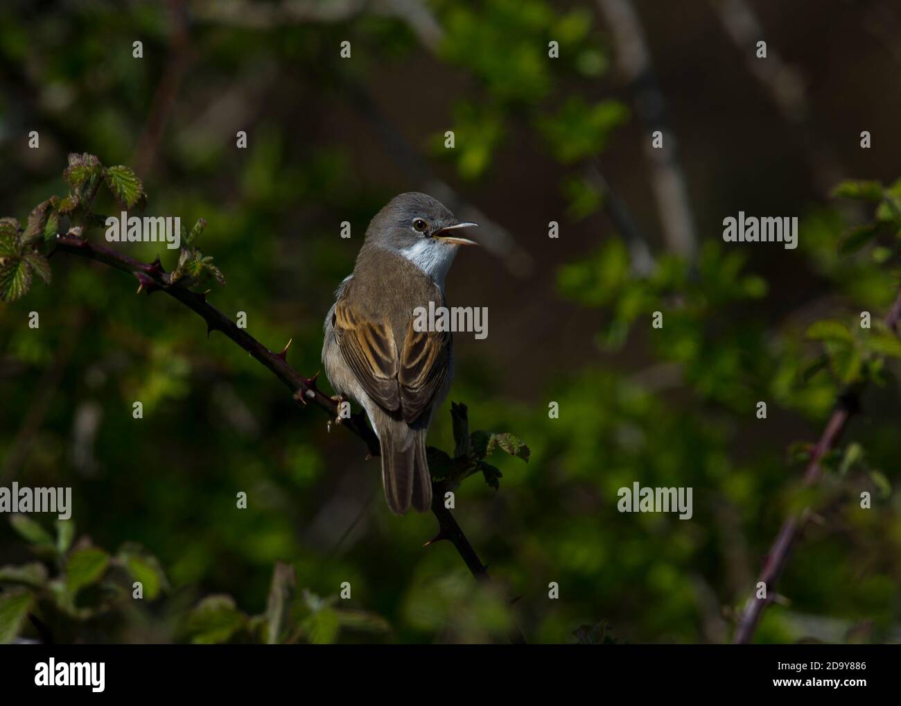 Bramble twigs hi-res stock photography and images - Alamy