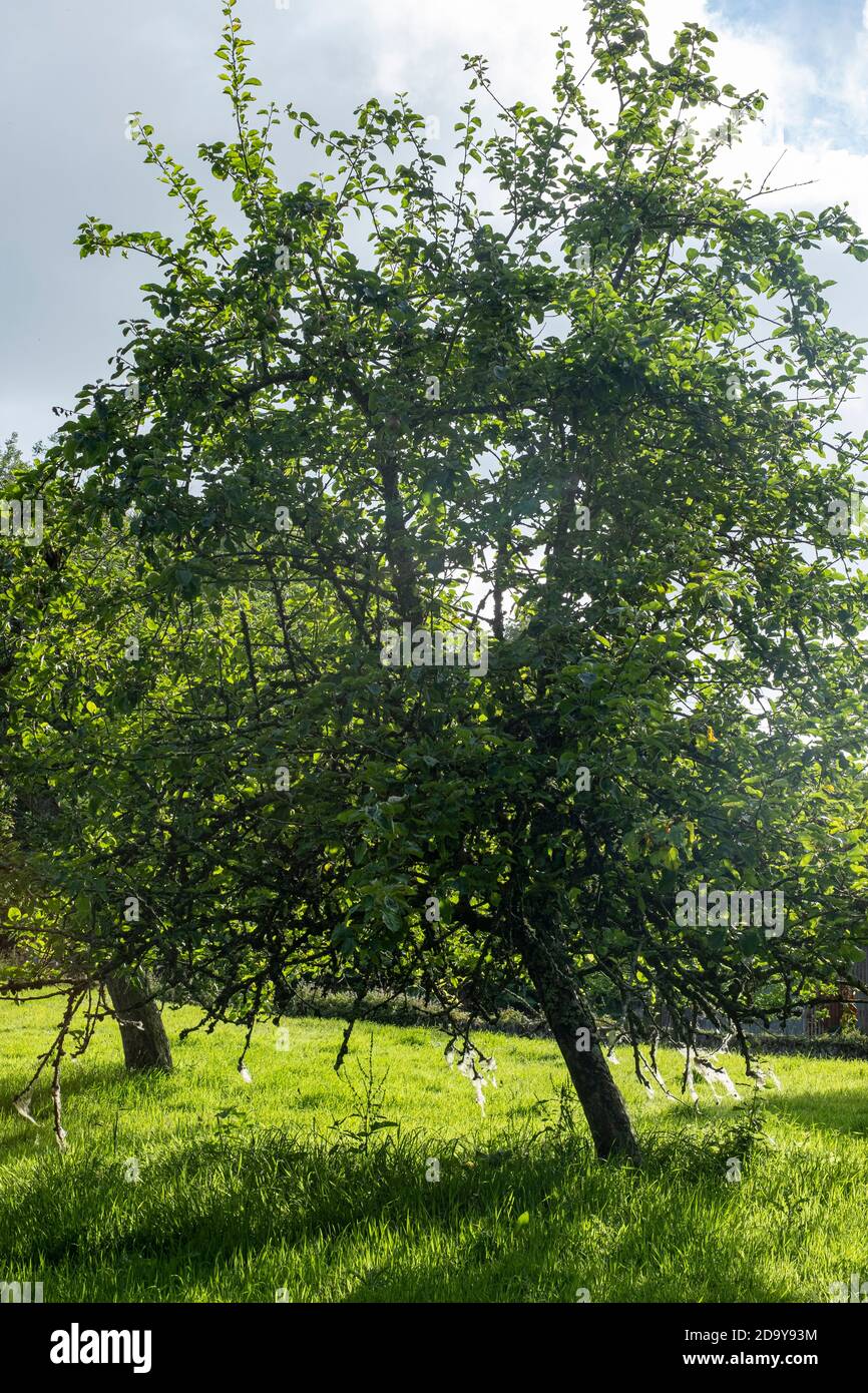 Devon chivelstone hi-res stock photography and images - Alamy