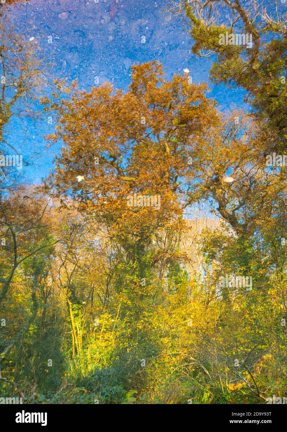 Surreal autumn reflection of a tree Stock Photo - Alamy