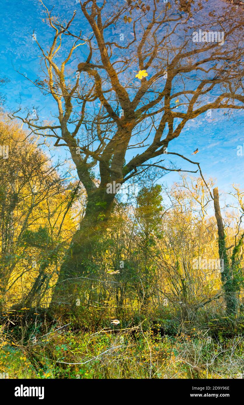 Autumn reflection - tree in a canal Surreal Stock Photo - Alamy