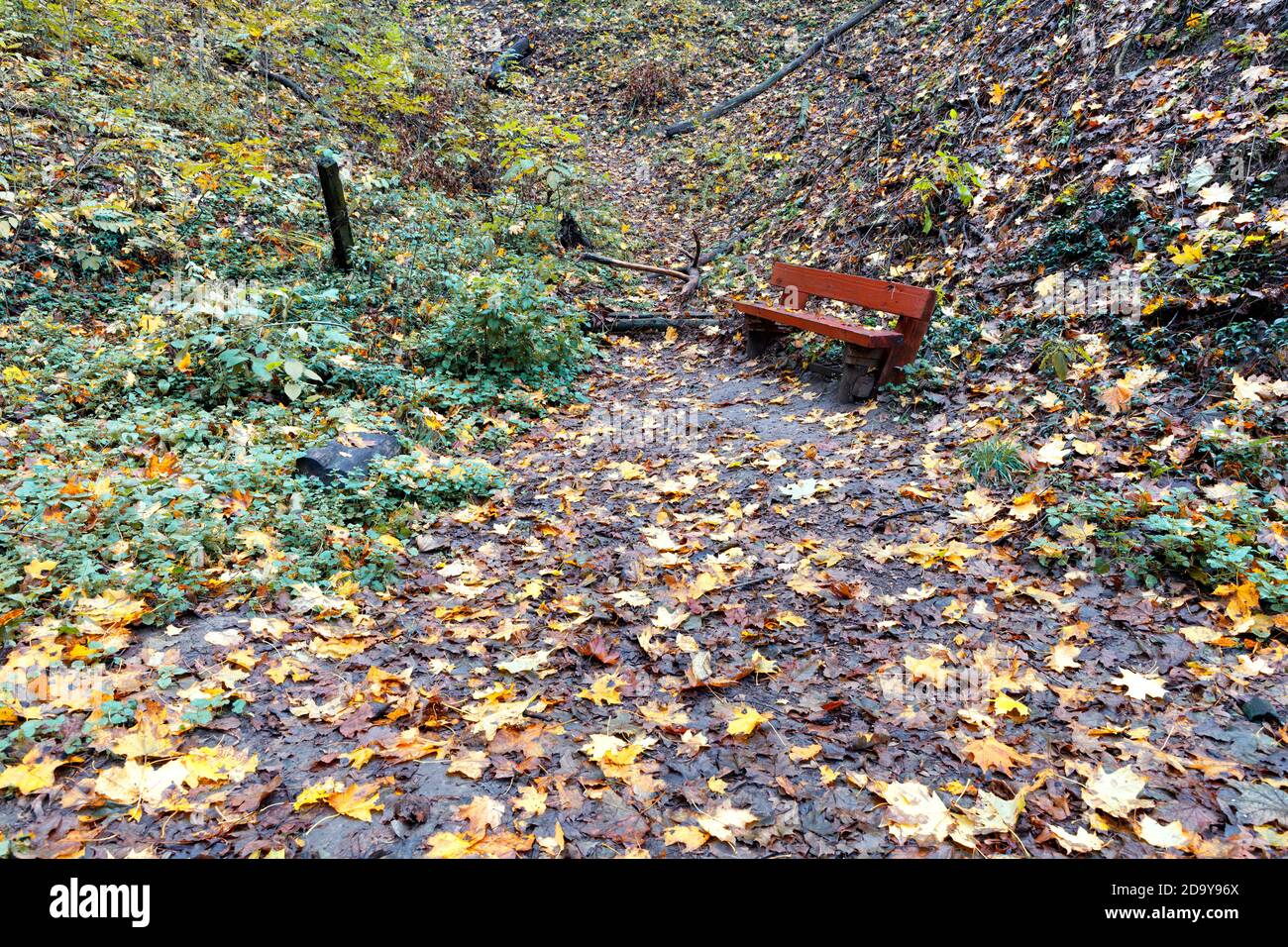 On a forest path strewn with fallen leaves, stands an old, roughly ...